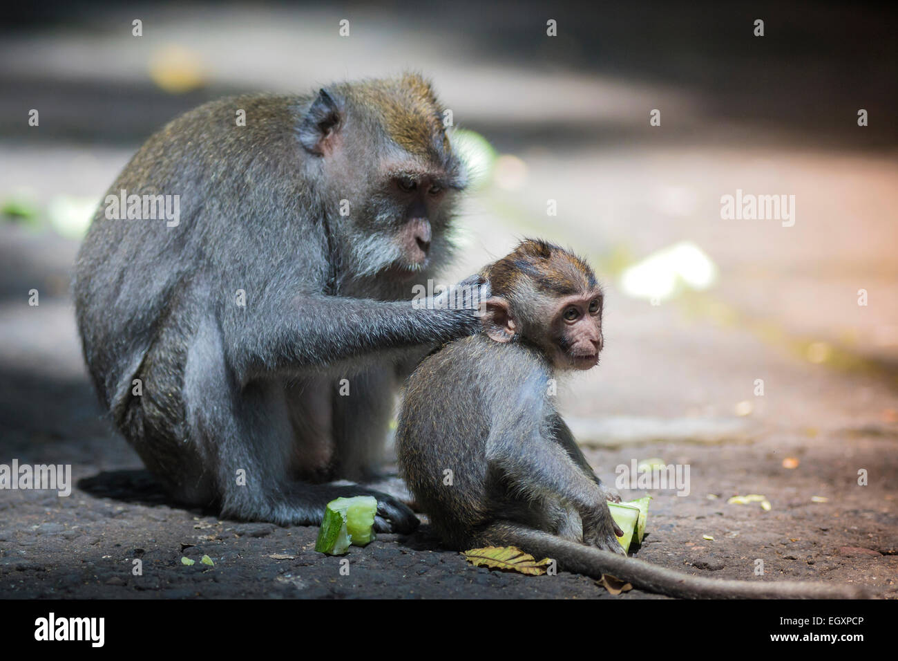 Long Tailed Macaque with her Infant , Sacred Monkey Forest, Ubud. Bali ...
