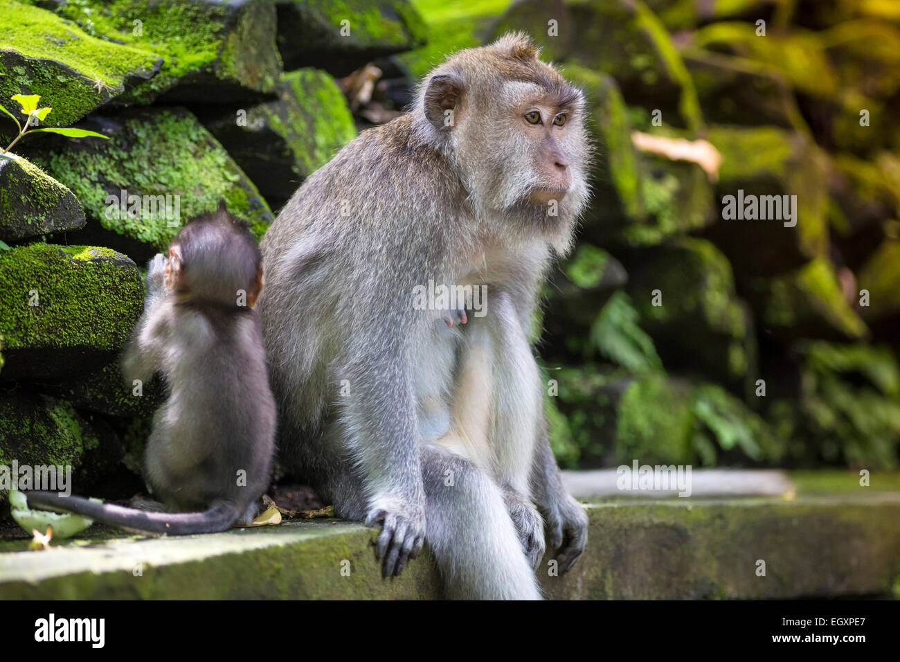Long Tailed Macaque with her Infant , Sacred Monkey Forest, Ubud. Bali ...