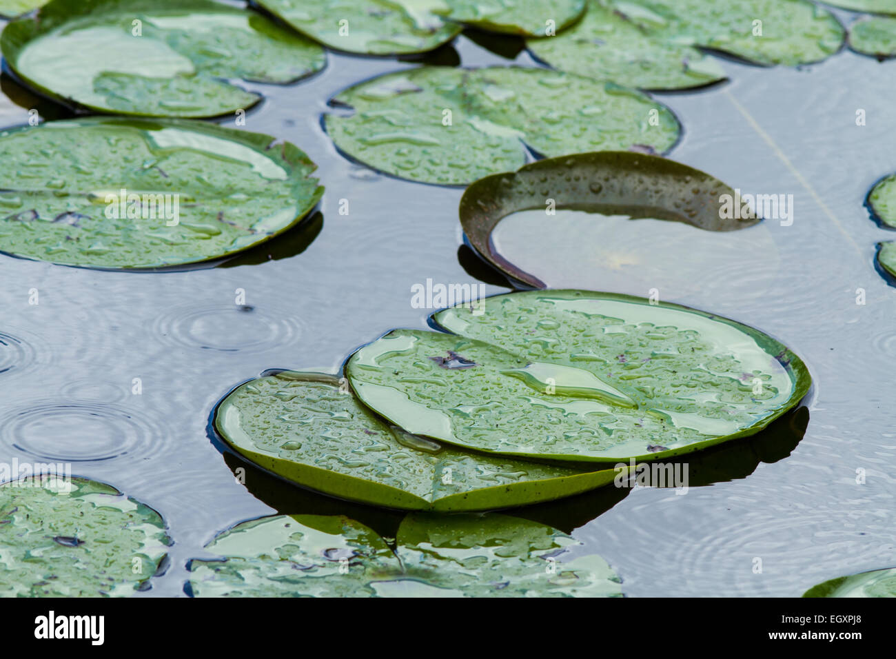 Lilly pad rain hi-res stock photography and images - Alamy