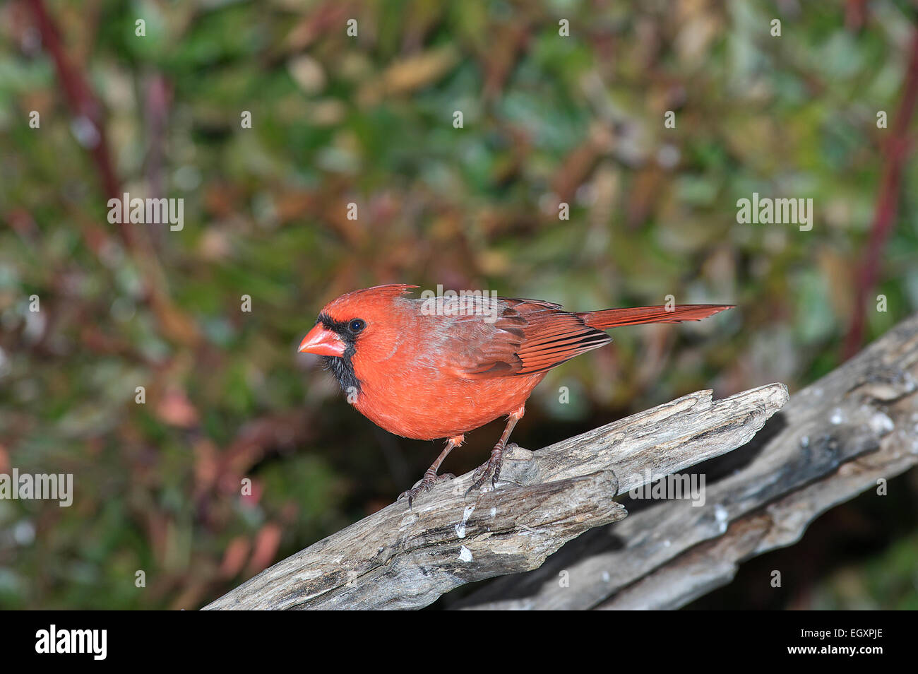 Northern Cardinal, Cardinalis cardinalis, redbird, Passeriformes ...