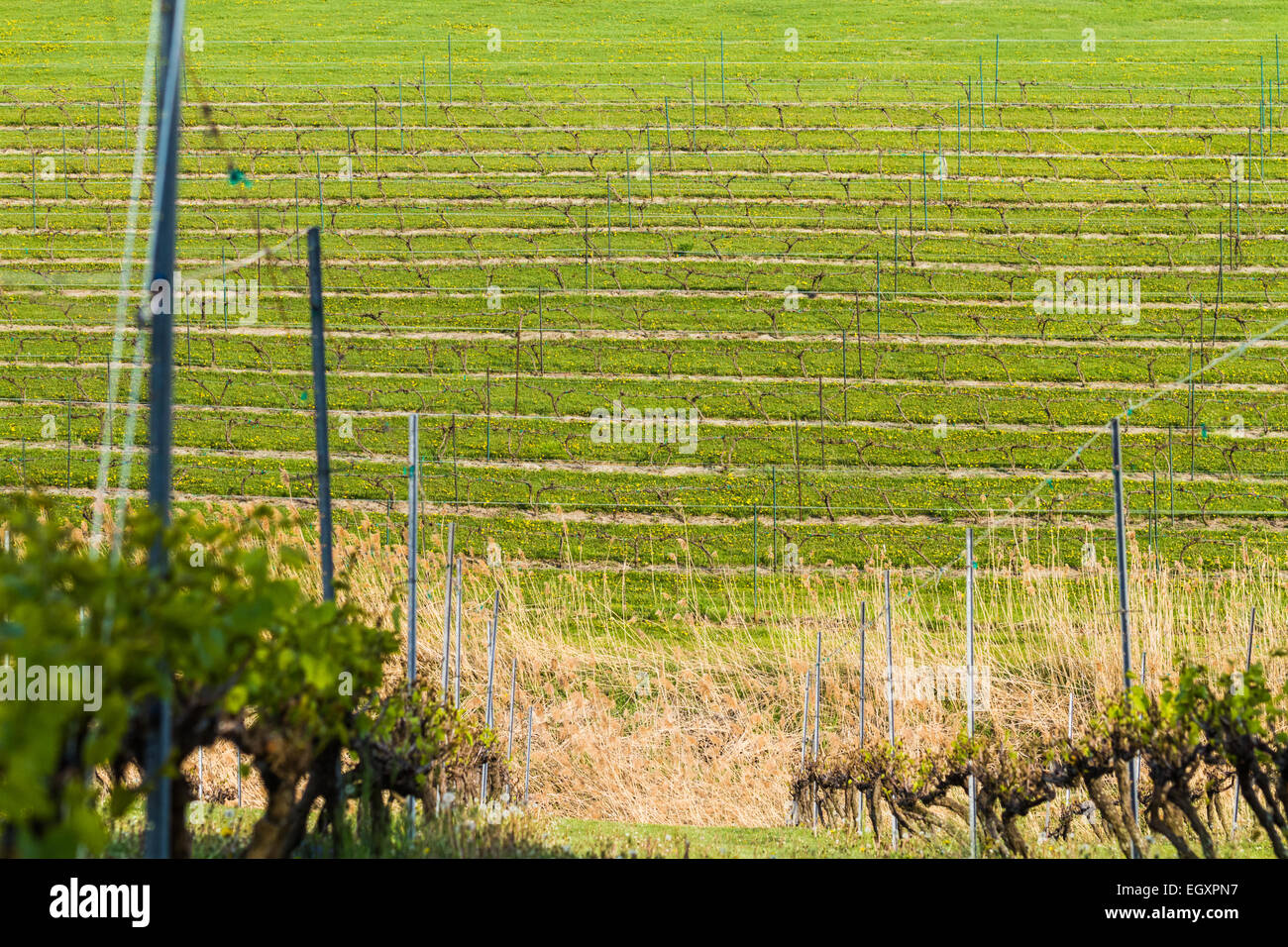 Winery Field slope somewhere in Canada, Quebec Stock Photo - Alamy