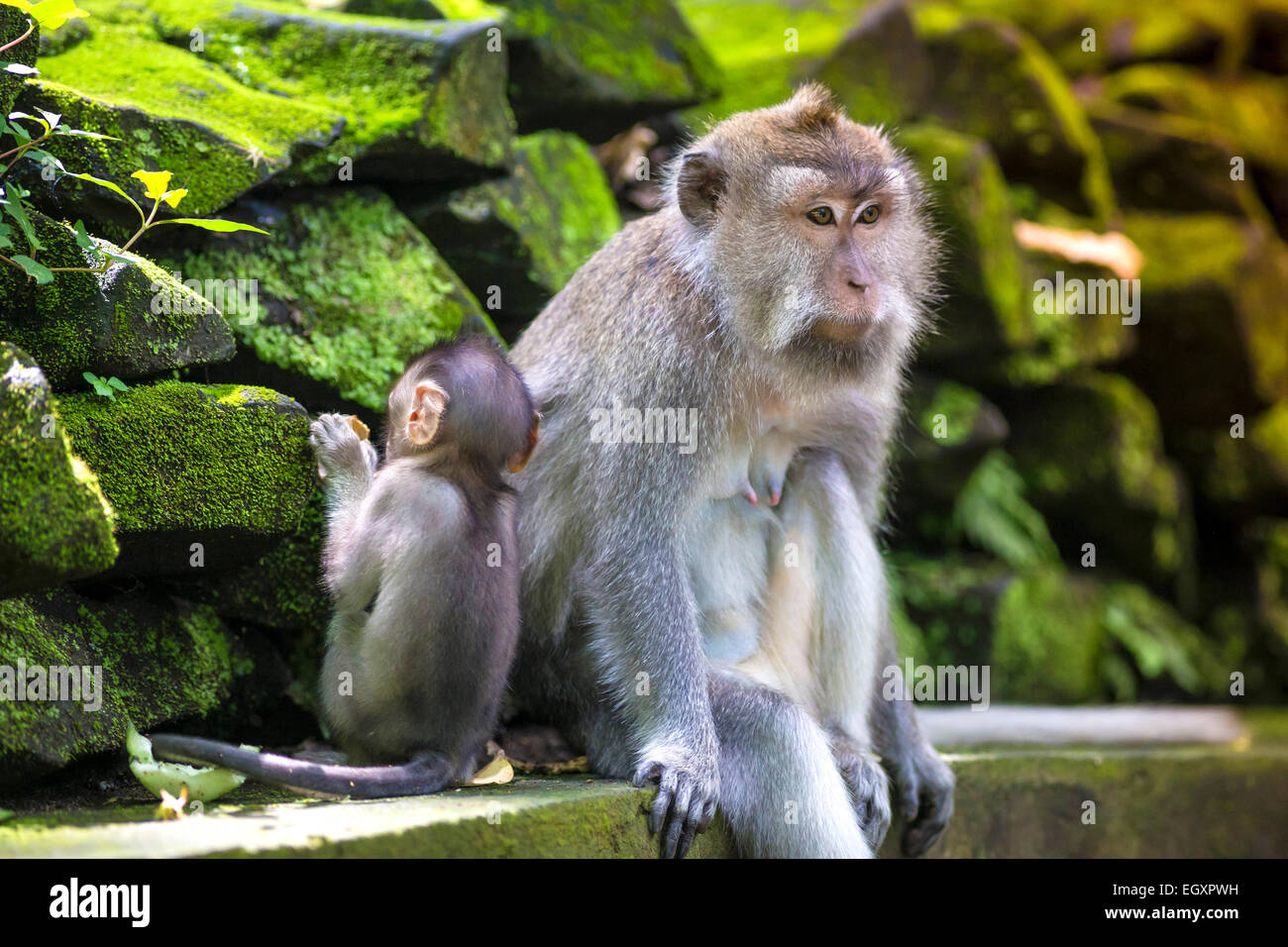 Long Tailed Macaque with her Infant , Sacred Monkey Forest, Ubud. Bali ...