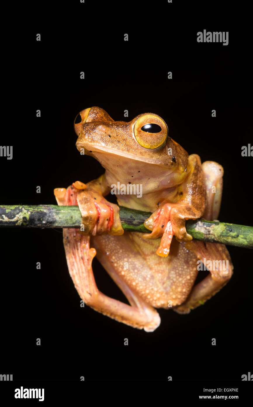 Harlequin flying tree frog hi-res stock photography and images - Alamy