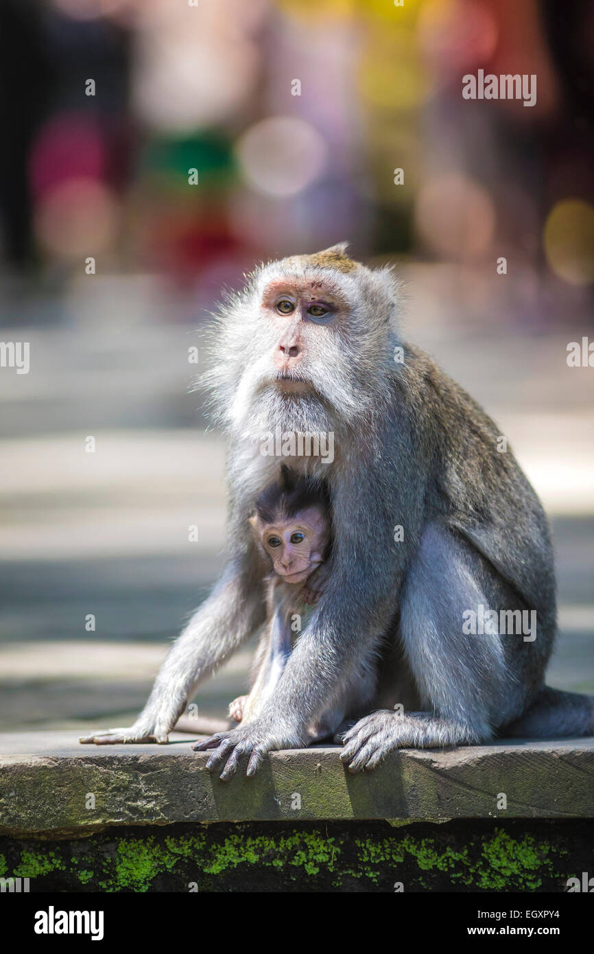 Long Tailed Macaque with her Infant , Sacred Monkey Forest, Ubud. Bali ...