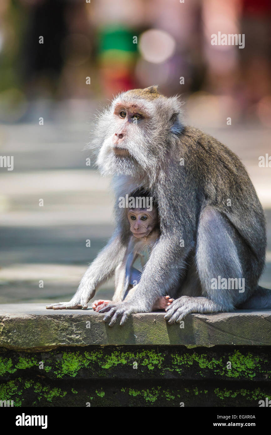Long Tailed Macaque with her Infant , Sacred Monkey Forest, Ubud. Bali ...