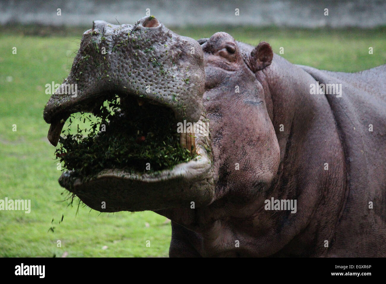 A large hippopotamus eating grass. Animals are seen in Lahore's ZOO in ...