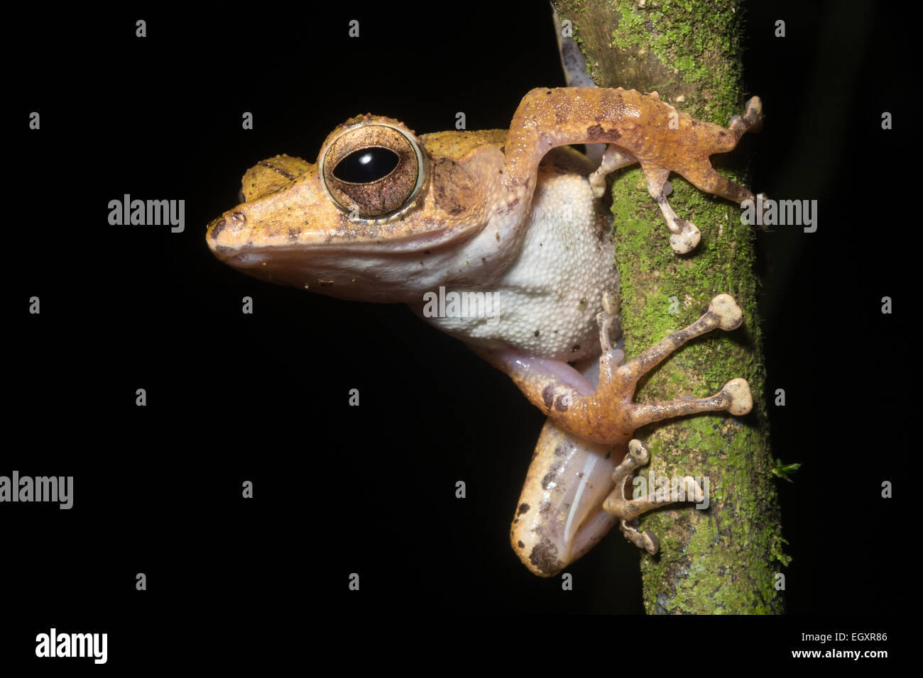 A Collett's tree frog (Polypedates colletti) from Danum Valley in ...