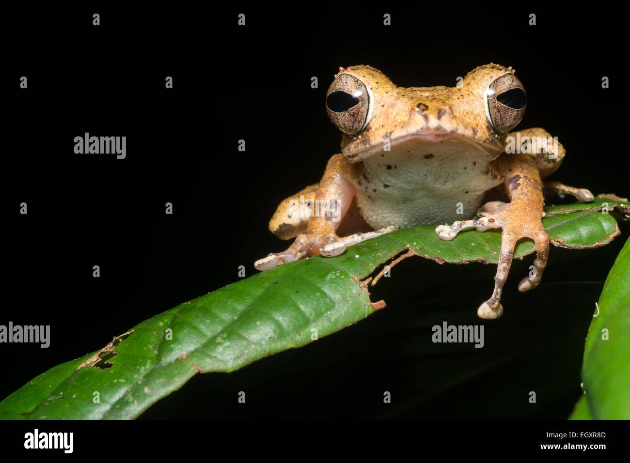 A Collett's tree frog (Polypedates colletti) from Danum Valley in ...