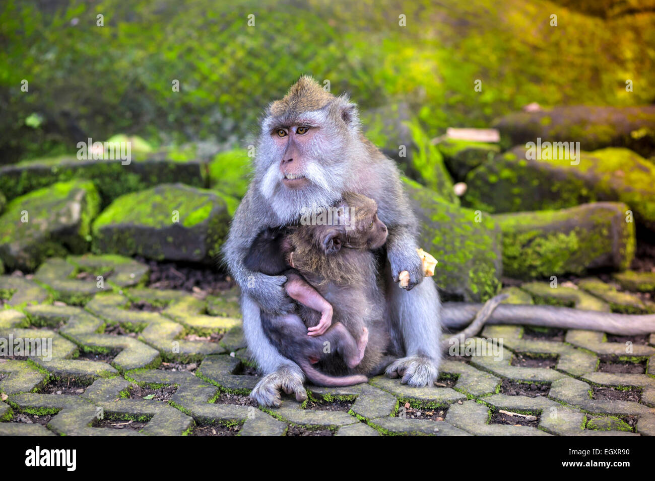Long Tailed Macaque with her Infant , Sacred Monkey Forest, Ubud. Bali ...