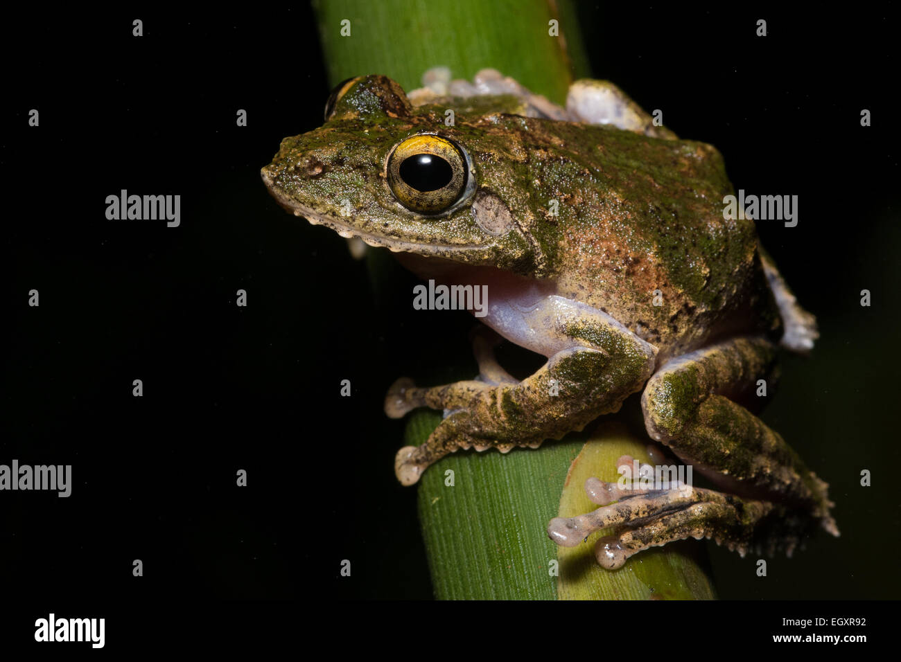 Frilled tree frog hi-res stock photography and images - Alamy