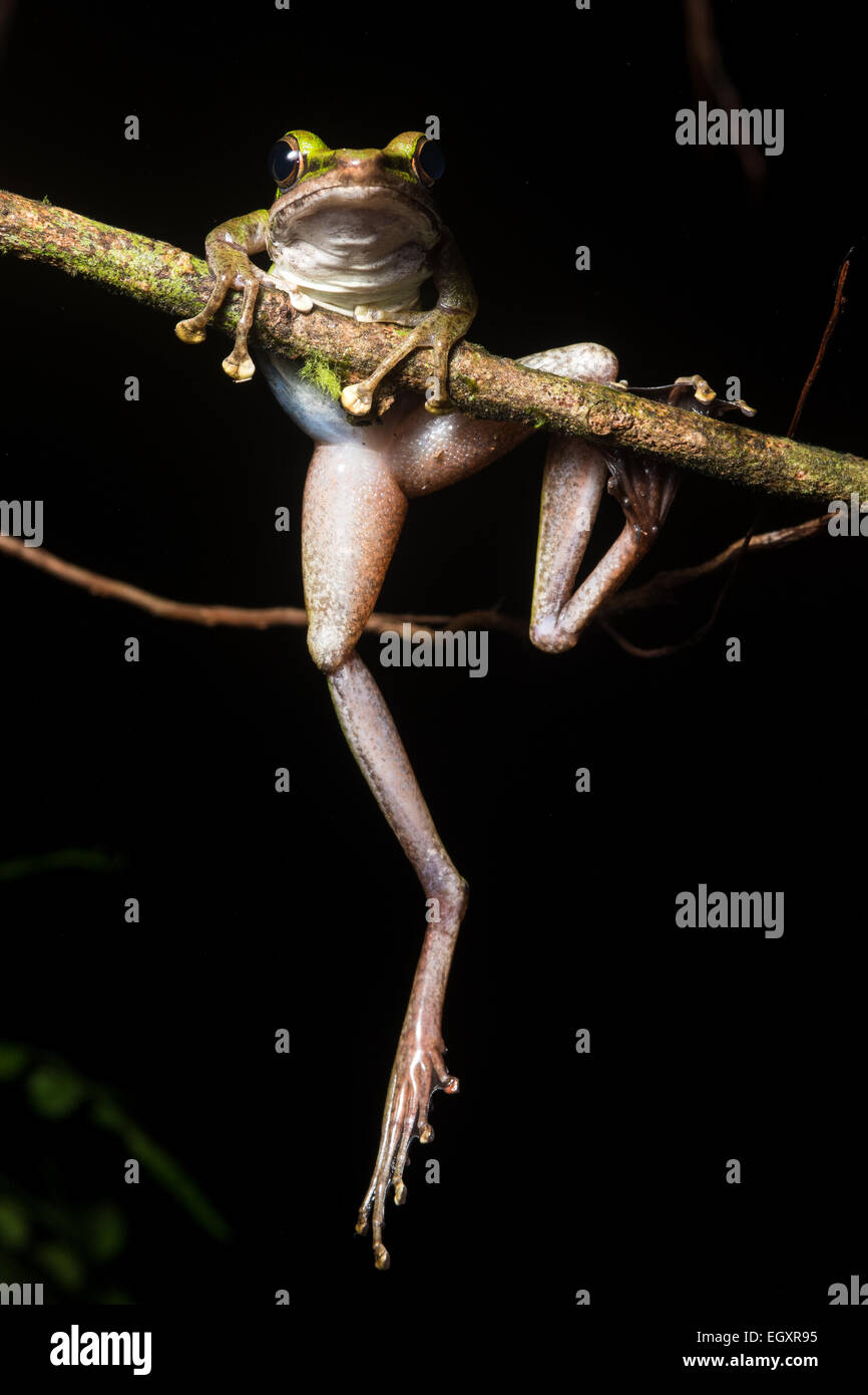 A white lipped frog (Hylarana raniceps) climbs a branch Stock Photo - Alamy