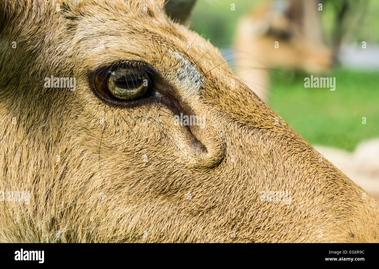 deer Cervidae laydown eye animal Stock Photo - Alamy