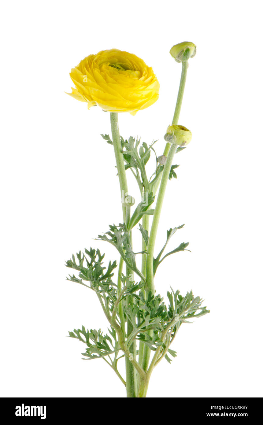 Beautiful yellow eustoma isolated on white background Stock Photo - Alamy