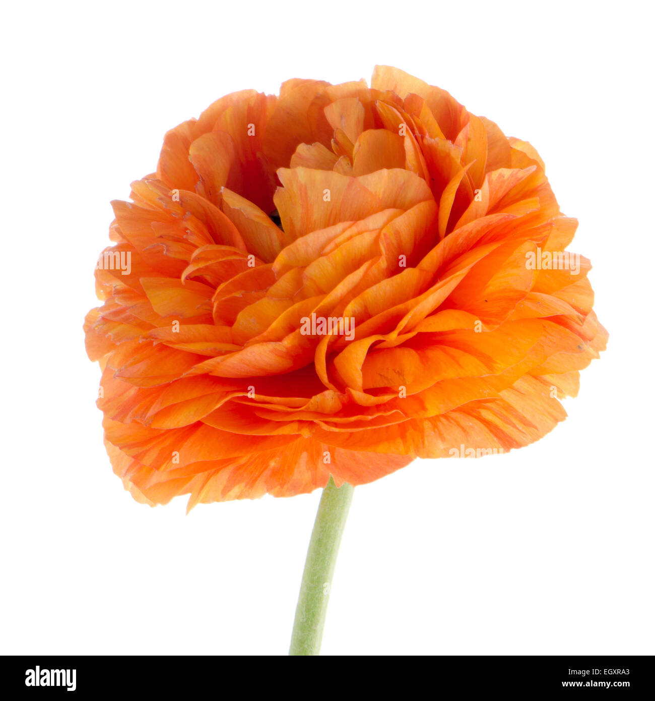 Beautiful orange eustoma isolated on white background Stock Photo - Alamy
