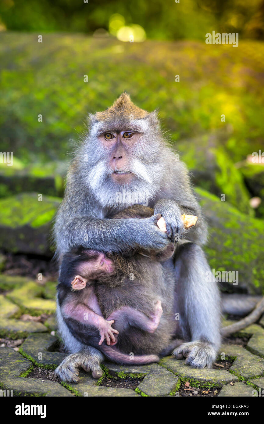 Long Tailed Macaque with her Infant , Sacred Monkey Forest, Ubud. Bali ...