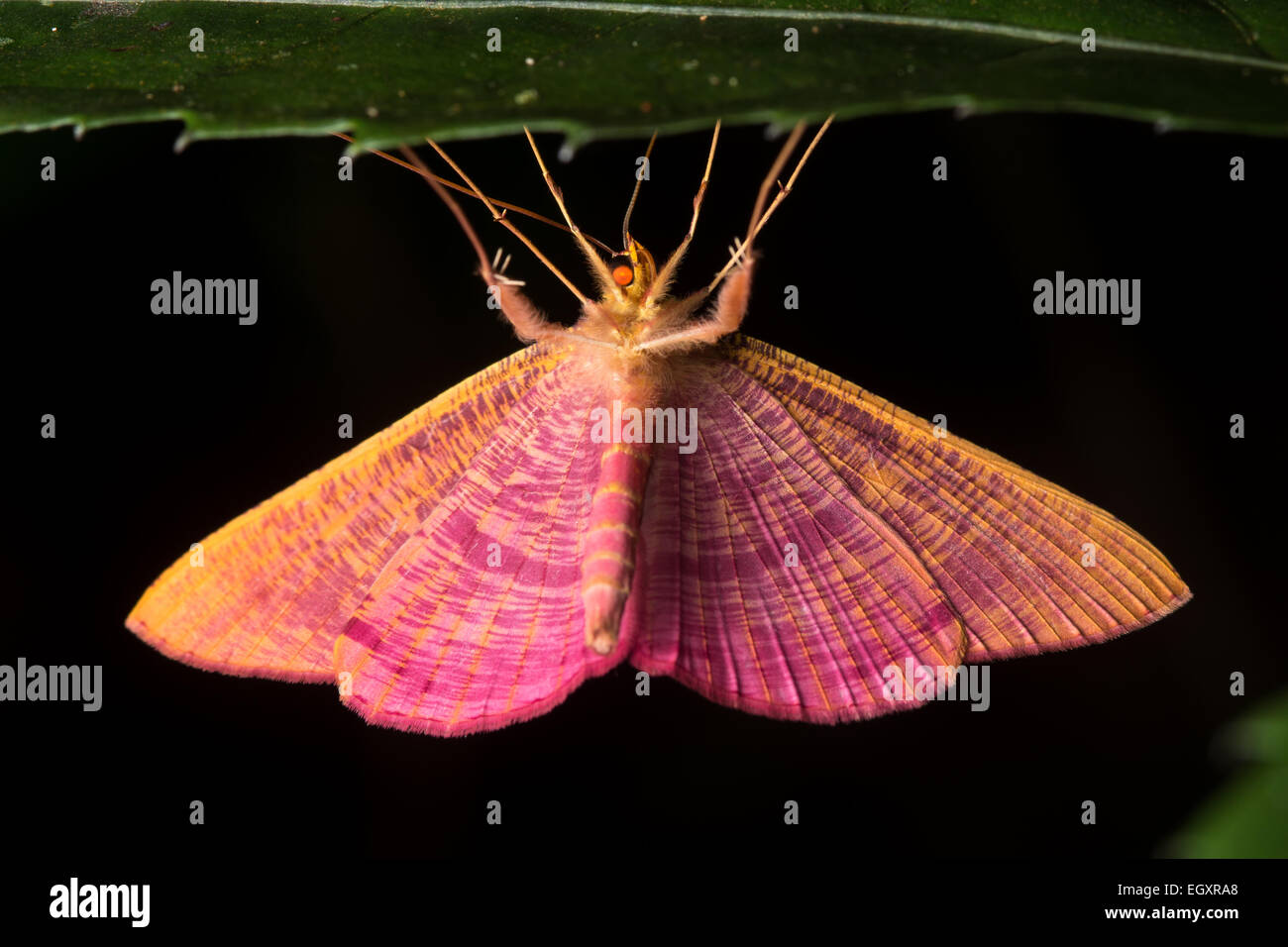 Colorful moth hi-res stock photography and images - Alamy