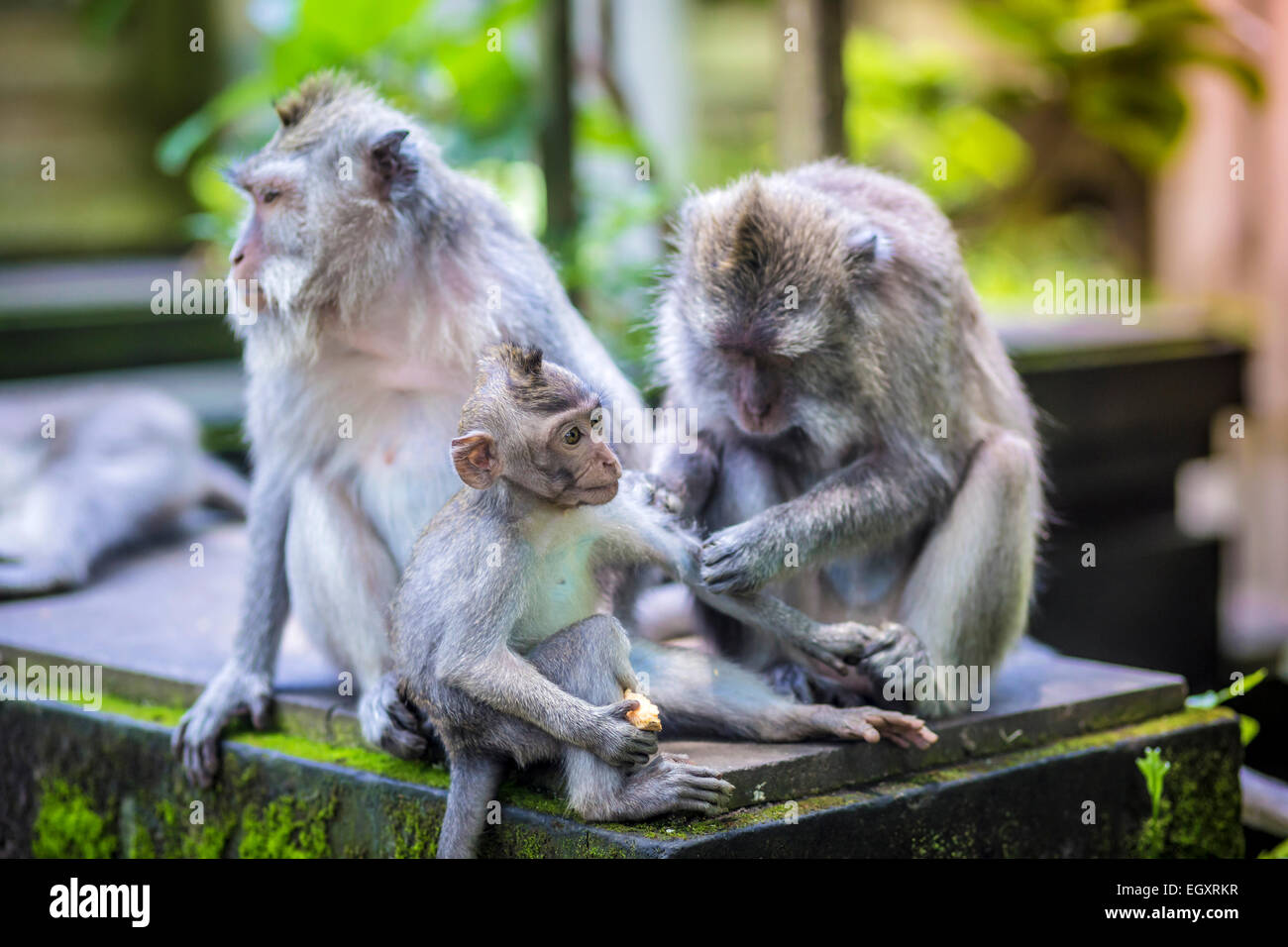 Long Tailed Macaque with her Infant , Sacred Monkey Forest, Ubud. Bali ...