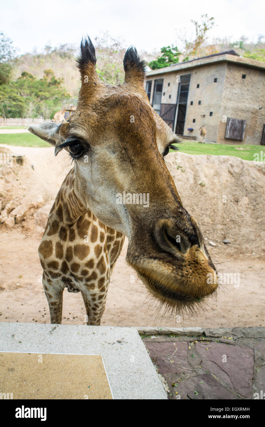 giraffe mammal long neck eating Stock Photo - Alamy