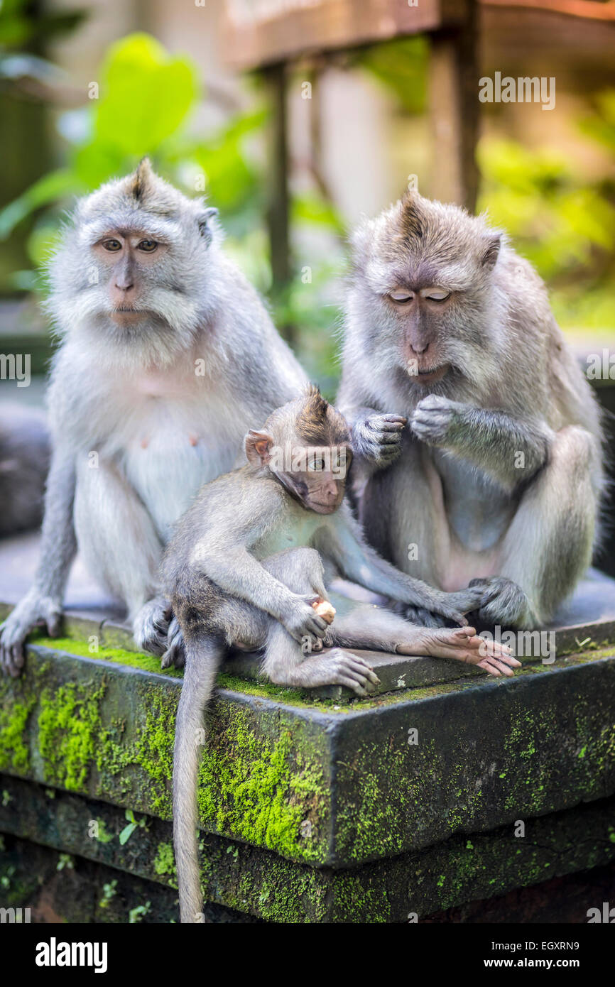 Long Tailed Macaque with her Infant , Sacred Monkey Forest, Ubud. Bali ...