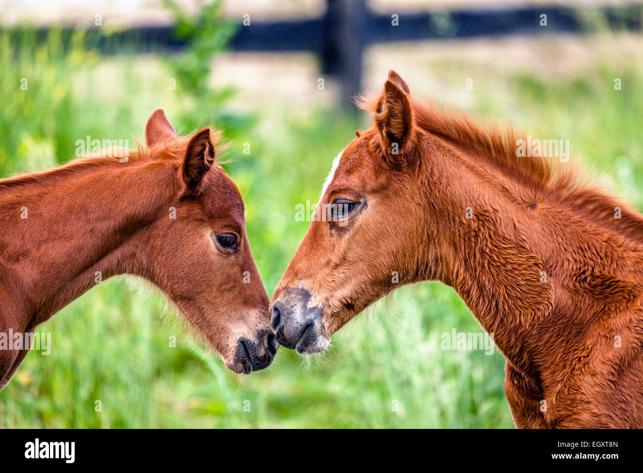 Colt's hi-res stock photography and images - Alamy
