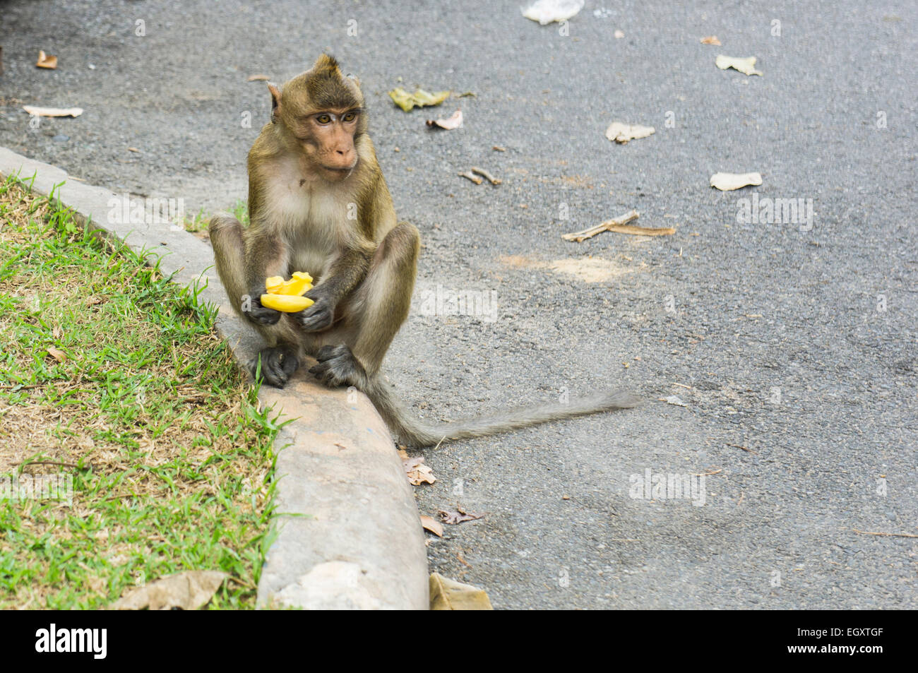 monkey eating jackfruit trash bin Stock Photo - Alamy