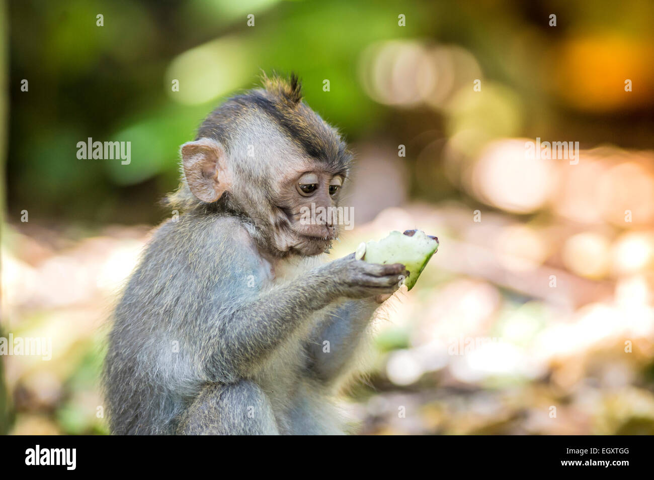 Little baby-monkey in monkey forest of Ubud, Bali, Indonesia Stock ...