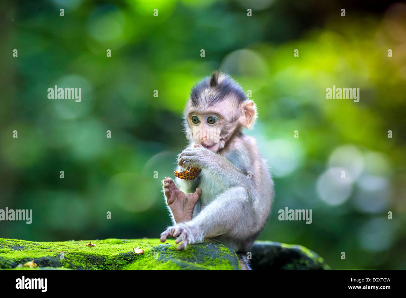 Little baby-monkey in monkey forest of Ubud, Bali, Indonesia Stock ...