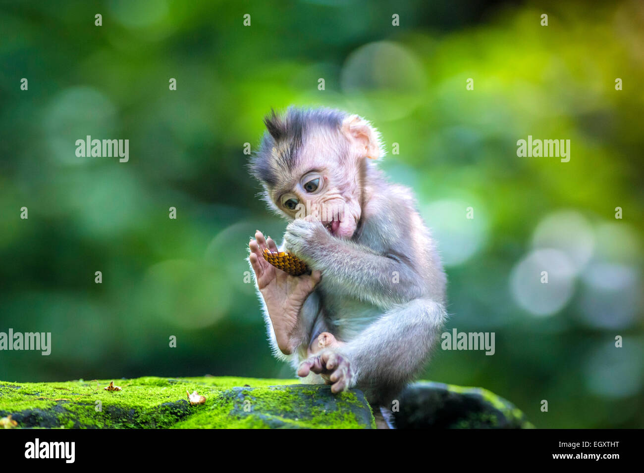 Baby monkey hi-res stock photography and images - Alamy