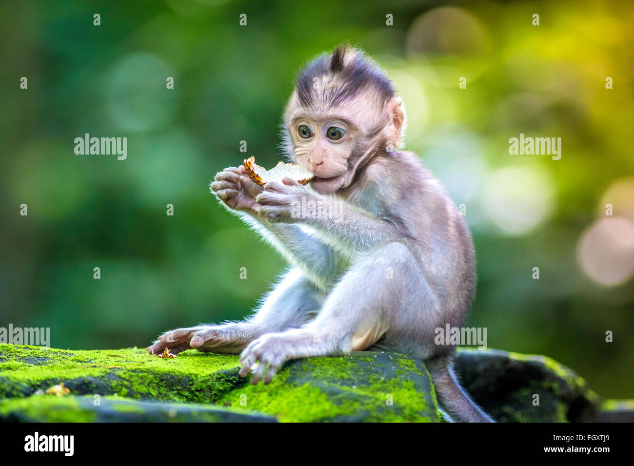 Little baby-monkey in monkey forest of Ubud, Bali, Indonesia Stock ...