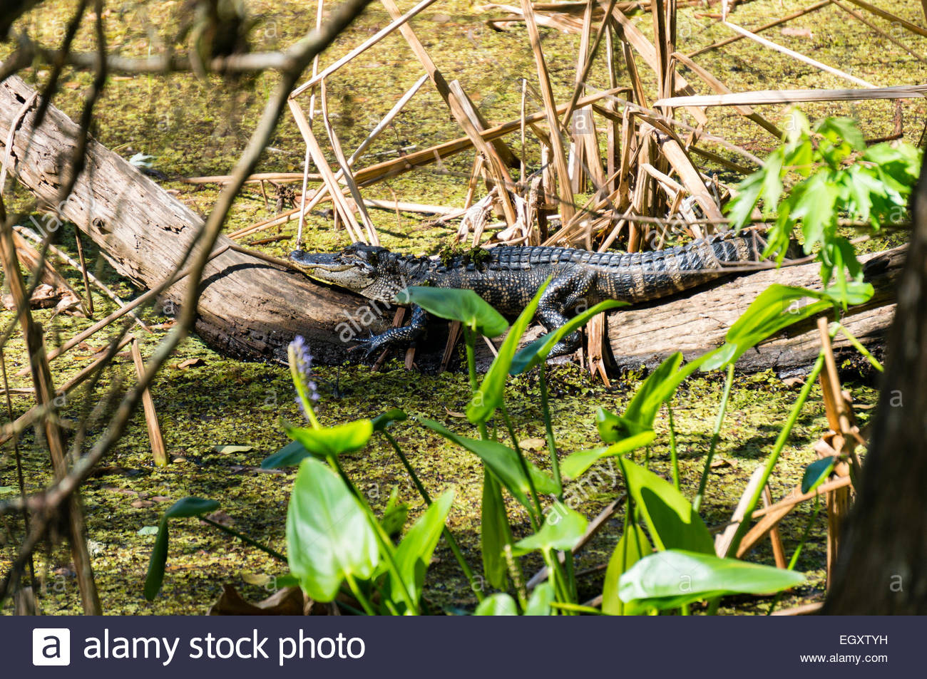 Corkscrew Swamp Sanctuary High Resolution Stock Photography and Images ...