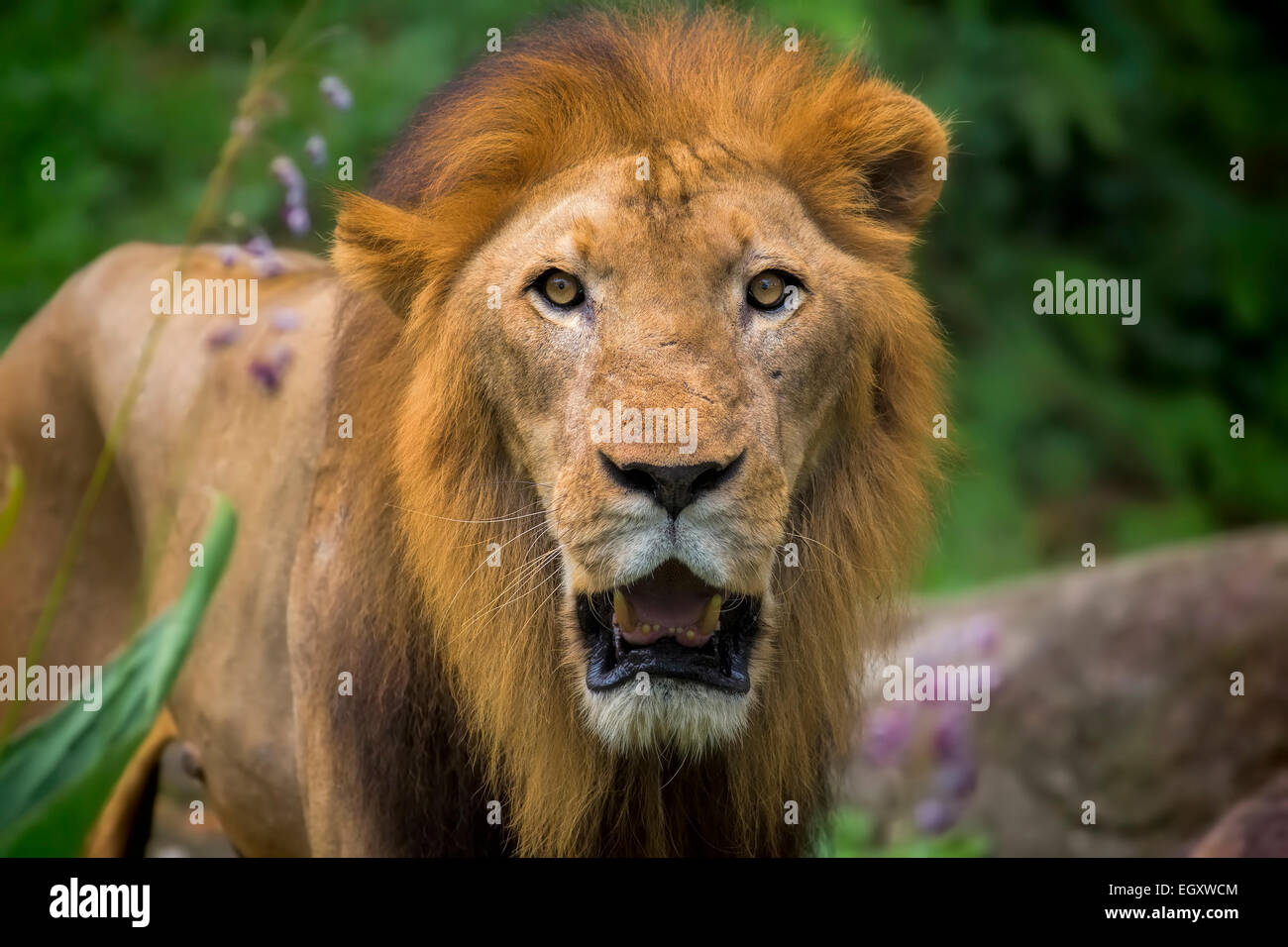 Lion portrait Stock Photo - Alamy