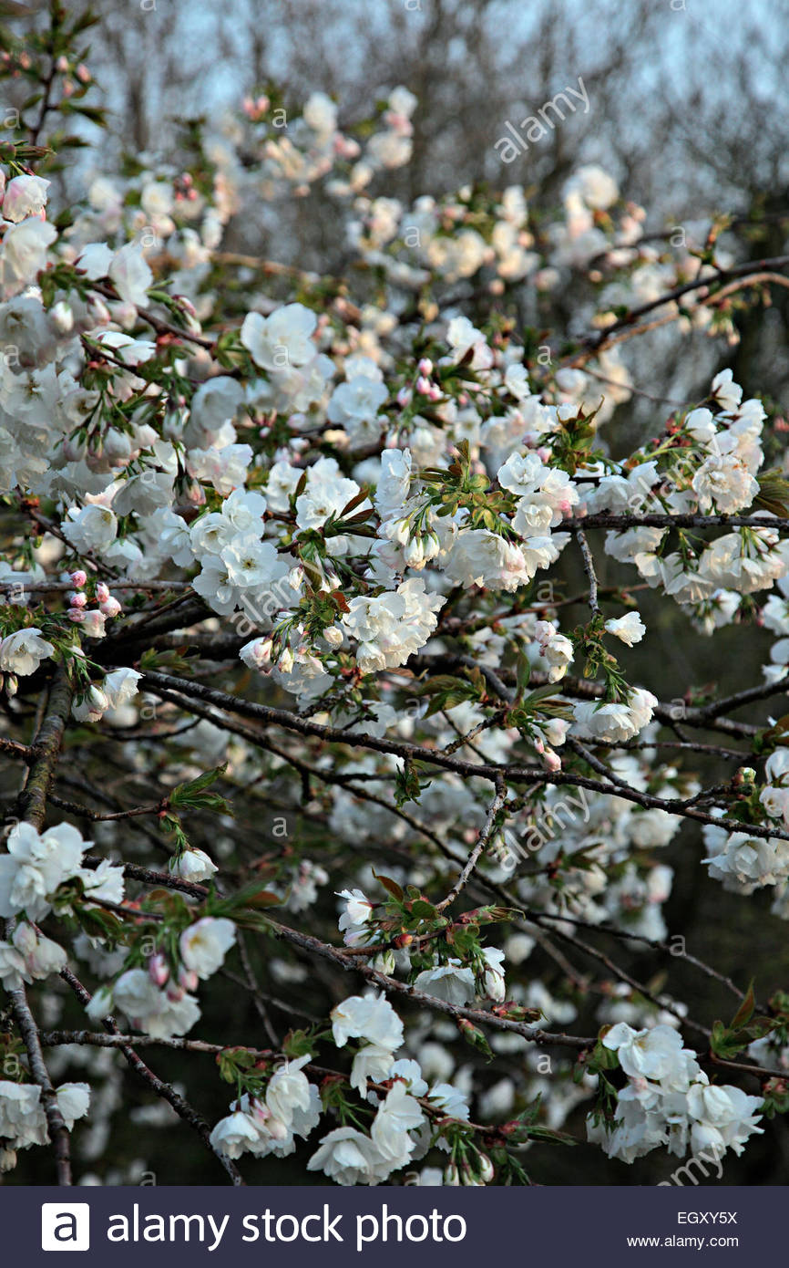 Prunus Shirotae Cherry Shirotae Tree Stock Photos & Prunus Shirotae ...