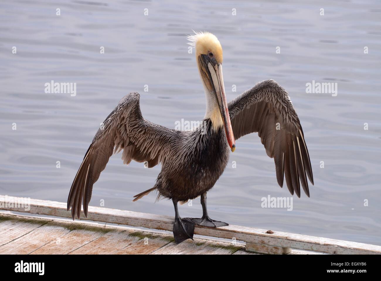Pelican on pier with wings spread Stock Photo - Alamy