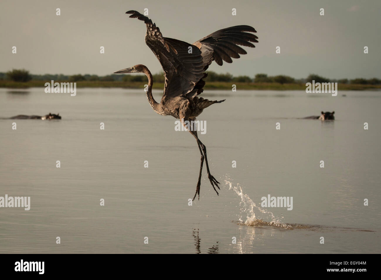 The Goliath heron (Ardea goliath Stock Photo - Alamy