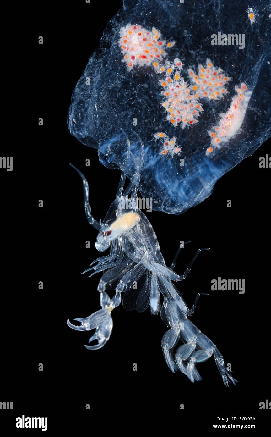 Phronima Sp High Resolution Stock Photography and Images - Alamy