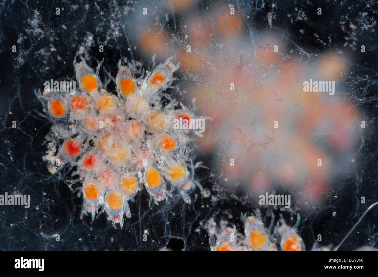 Deep Sea Plankton High Resolution Stock Photography and Images - Alamy