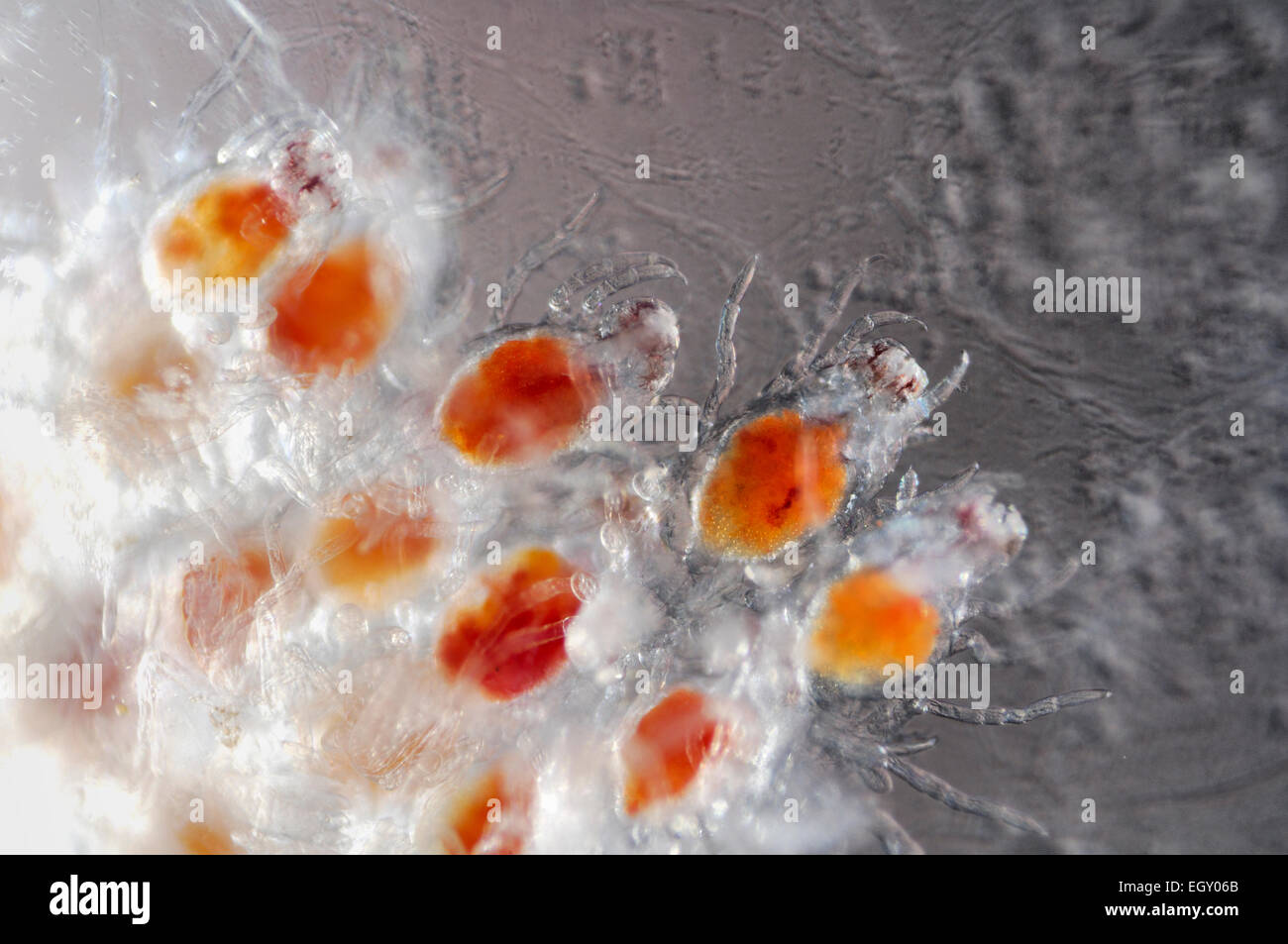 Deep Sea Plankton High Resolution Stock Photography and Images - Alamy