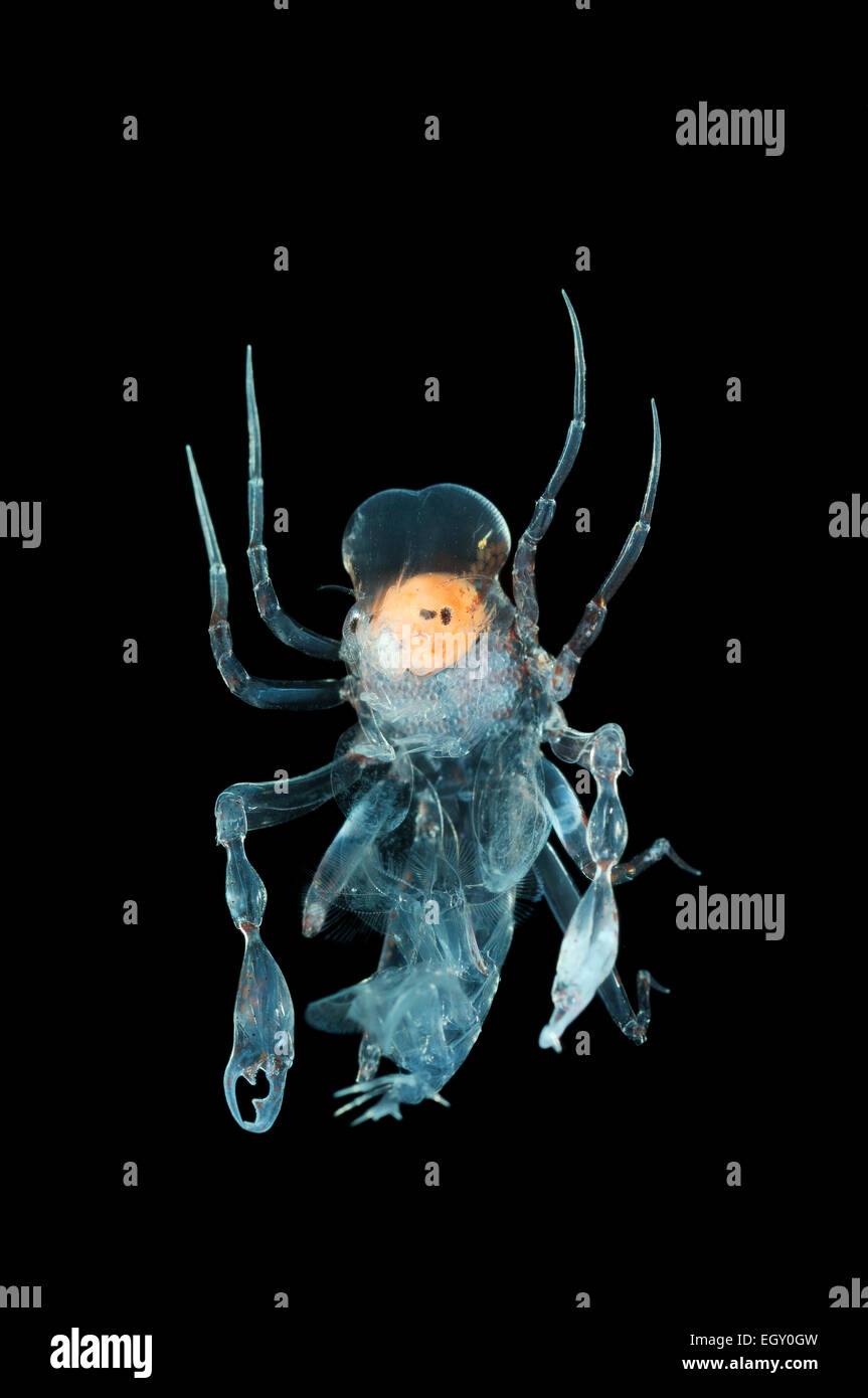 Phronima Sp High Resolution Stock Photography and Images - Alamy