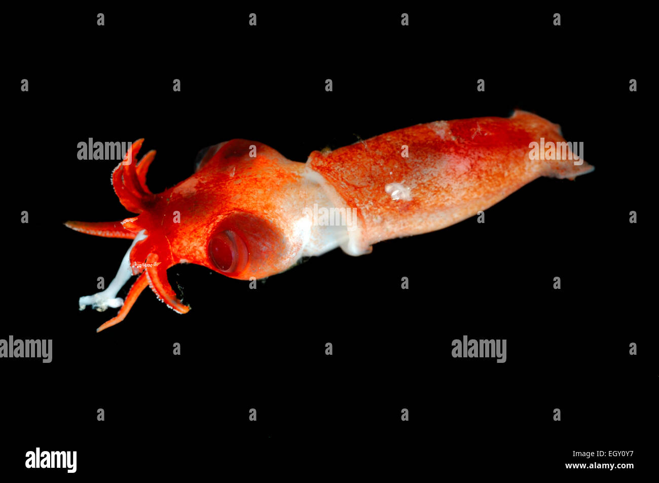 Mollusca Octopus Stock Photos & Mollusca Octopus Stock Images - Alamy