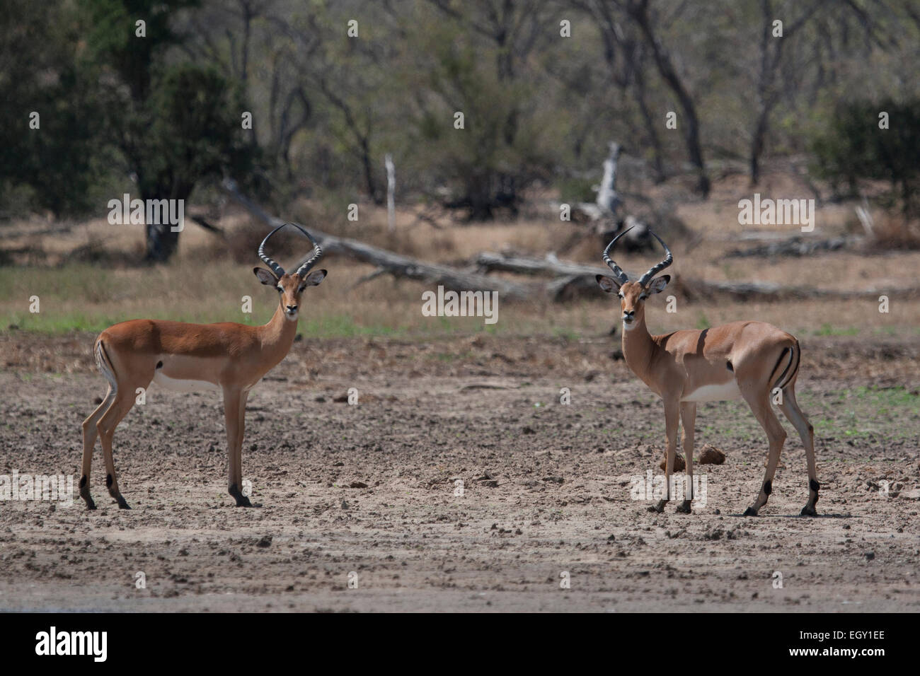 Male impala hi-res stock photography and images - Alamy