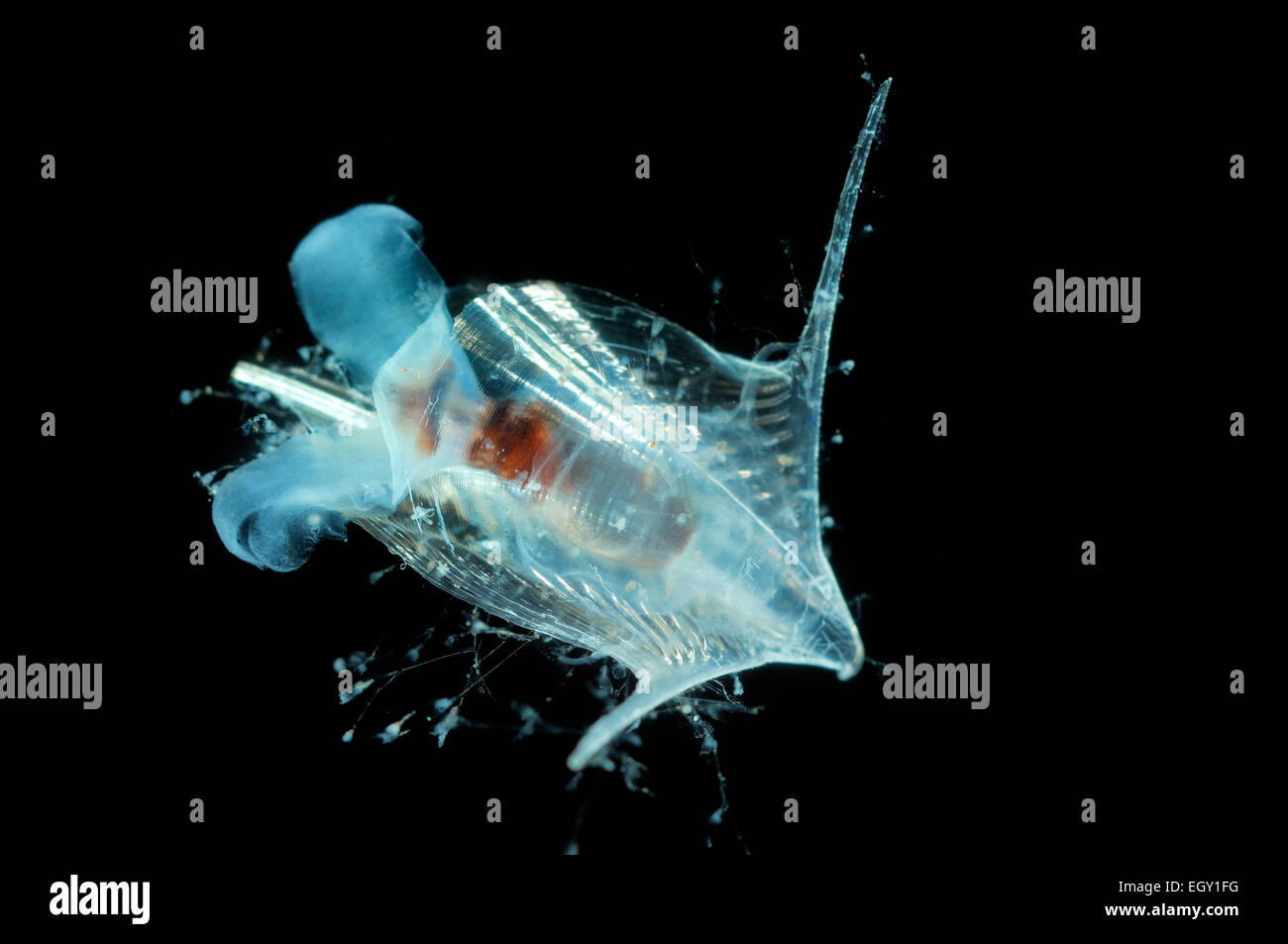 Hydroids High Resolution Stock Photography and Images - Alamy