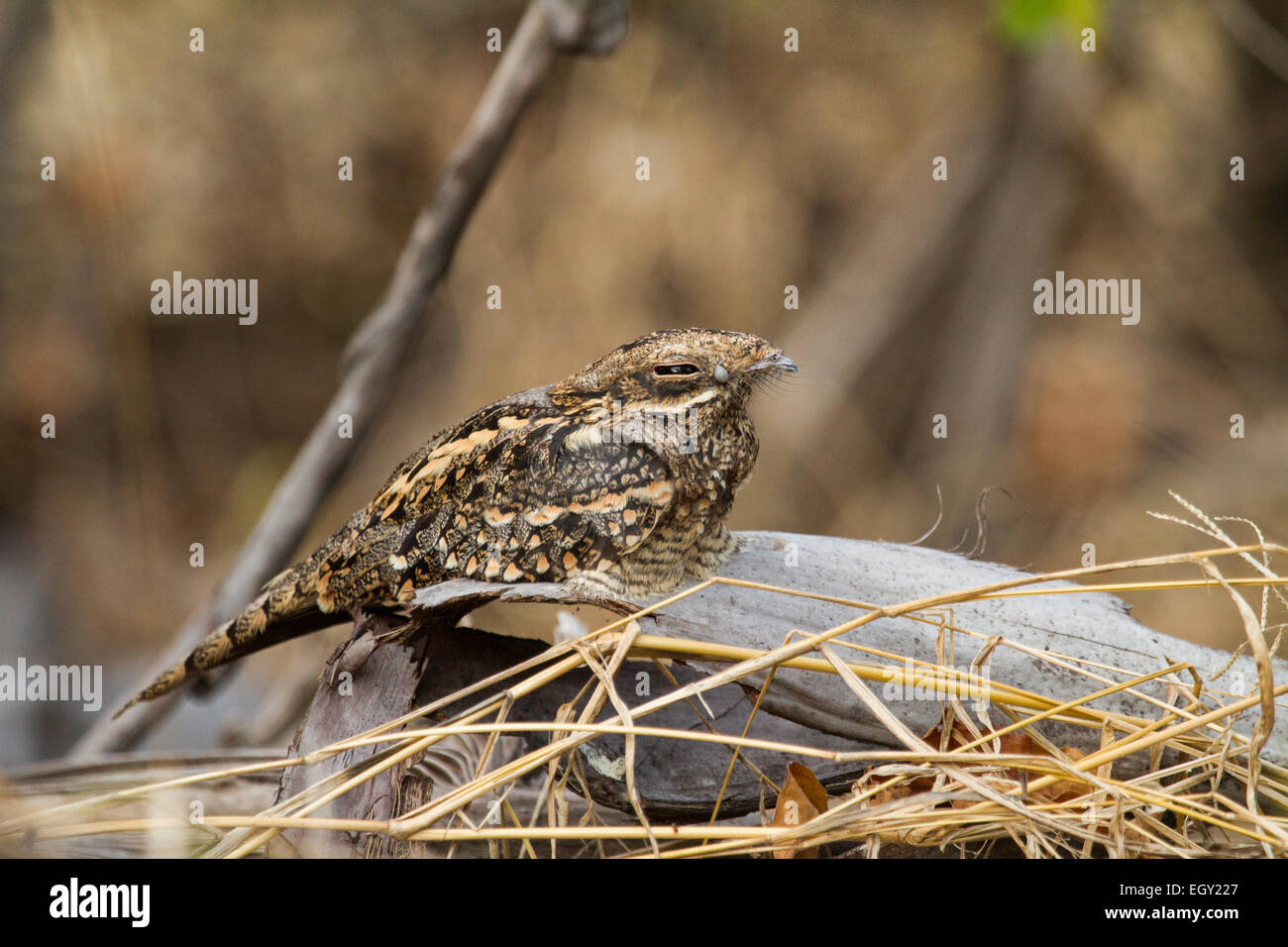 The square tailed nightjar or mozambique nightjar caprimulgus fossii ...