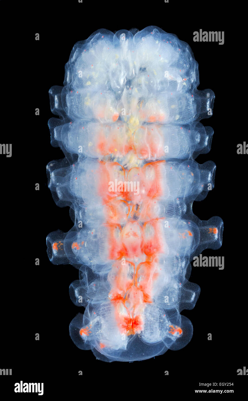 Deep Sea Research High Resolution Stock Photography and Images - Alamy