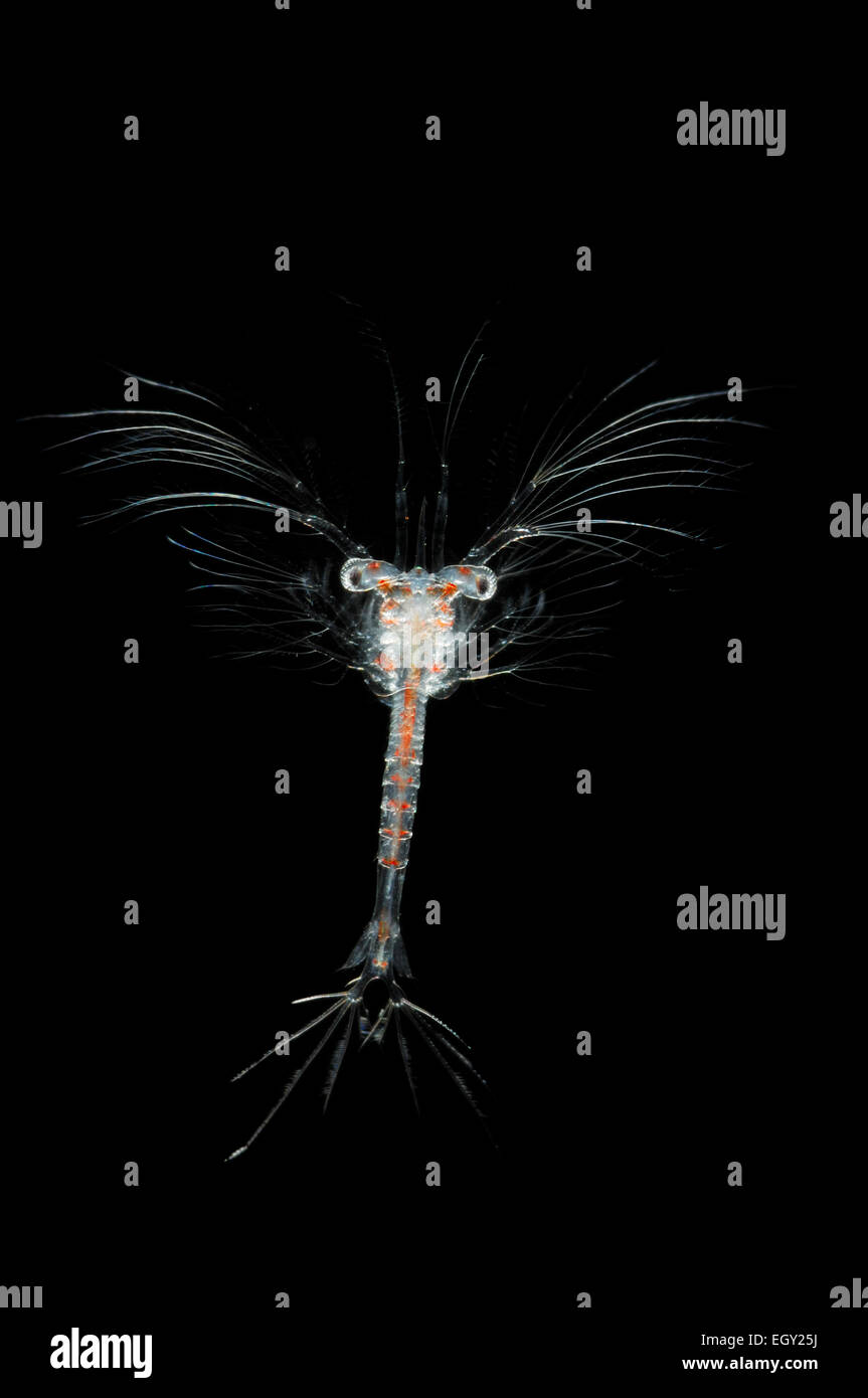 Die Biologie High Resolution Stock Photography and Images - Alamy