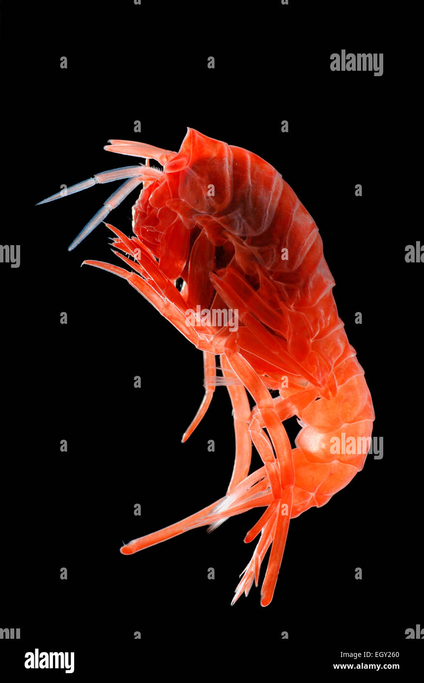 Deep Sea Amphipod High Resolution Stock Photography and Images - Alamy