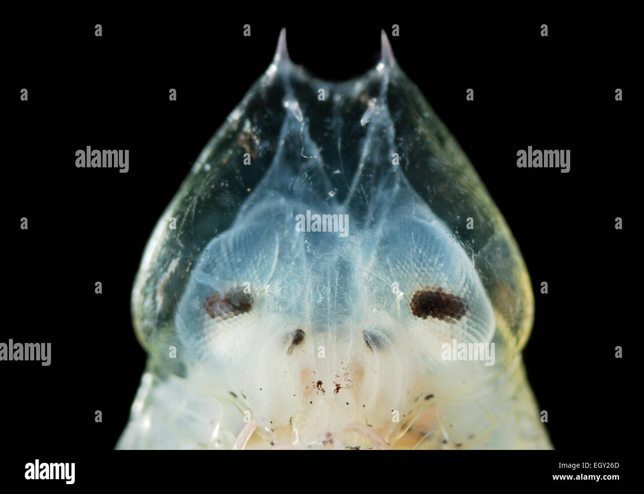 Sea Plankton Stock Photos & Sea Plankton Stock Images - Alamy