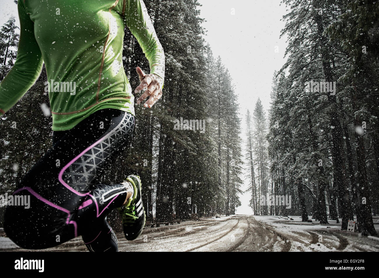 Road runs through forest hi-res stock photography and images - Alamy