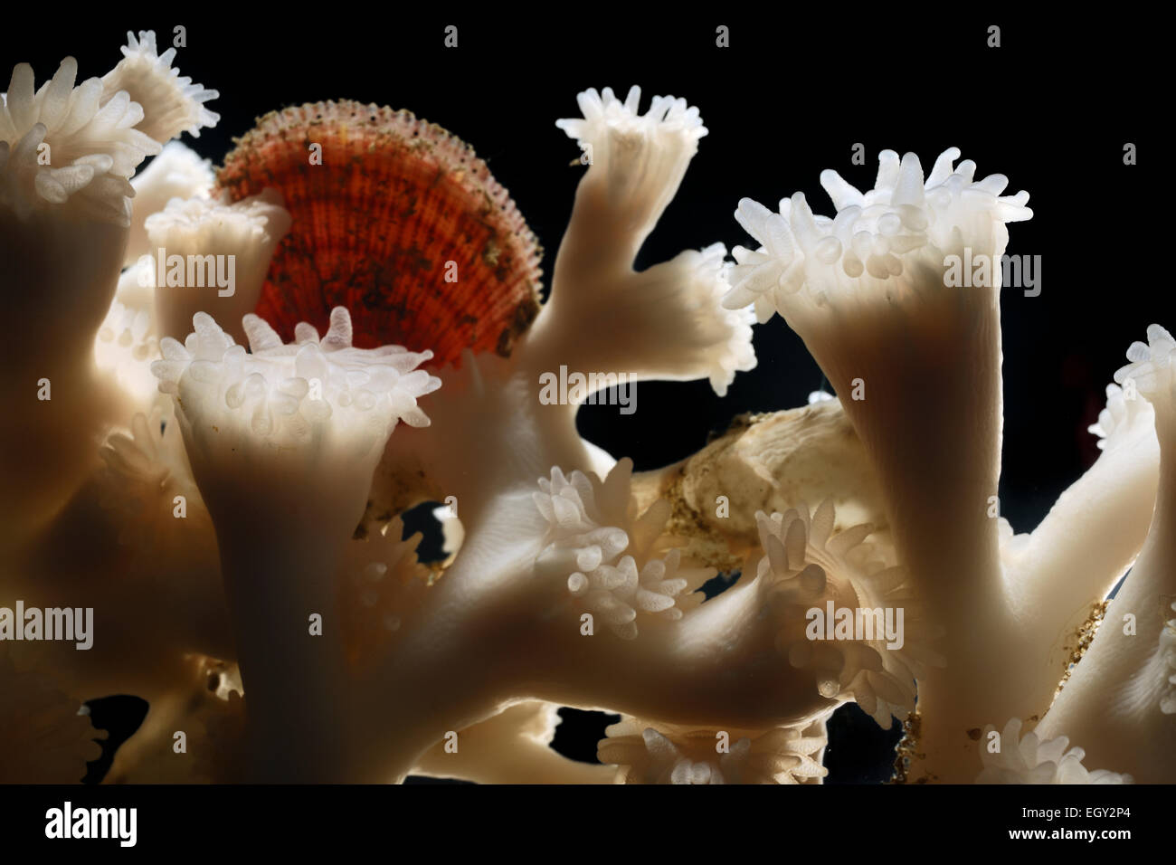 [captive] Live Lophelia pertusa reef in Trondheimfjord, North Atlantic ...