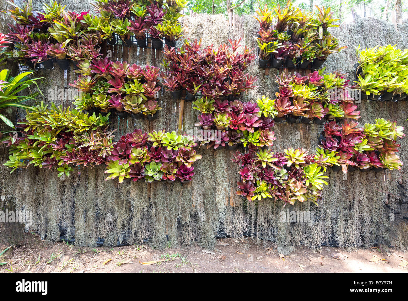 Flower wall background hi-res stock photography and images - Alamy