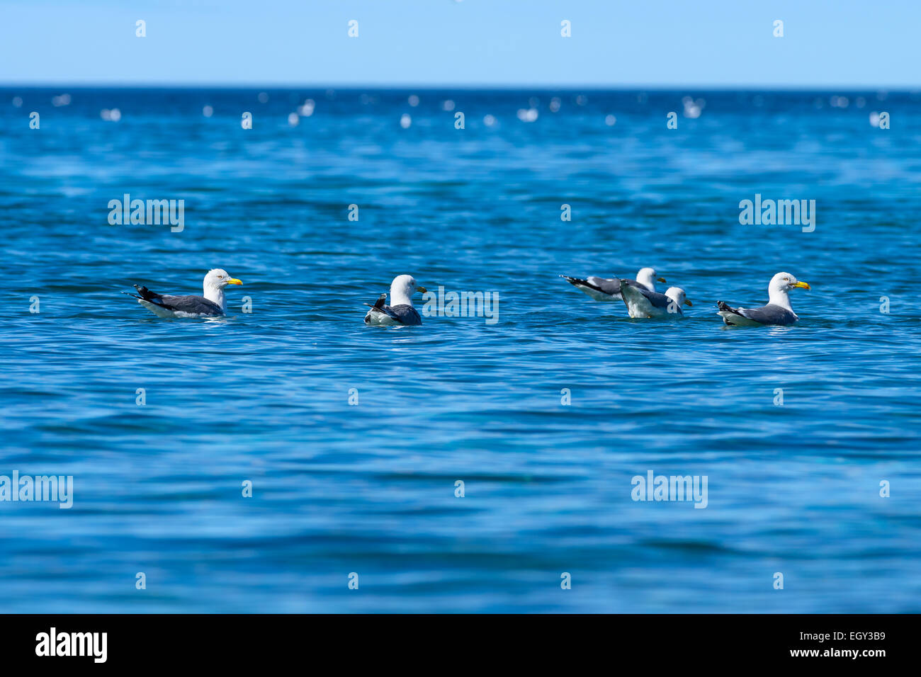 Sunny morning sky full hi-res stock photography and images - Alamy